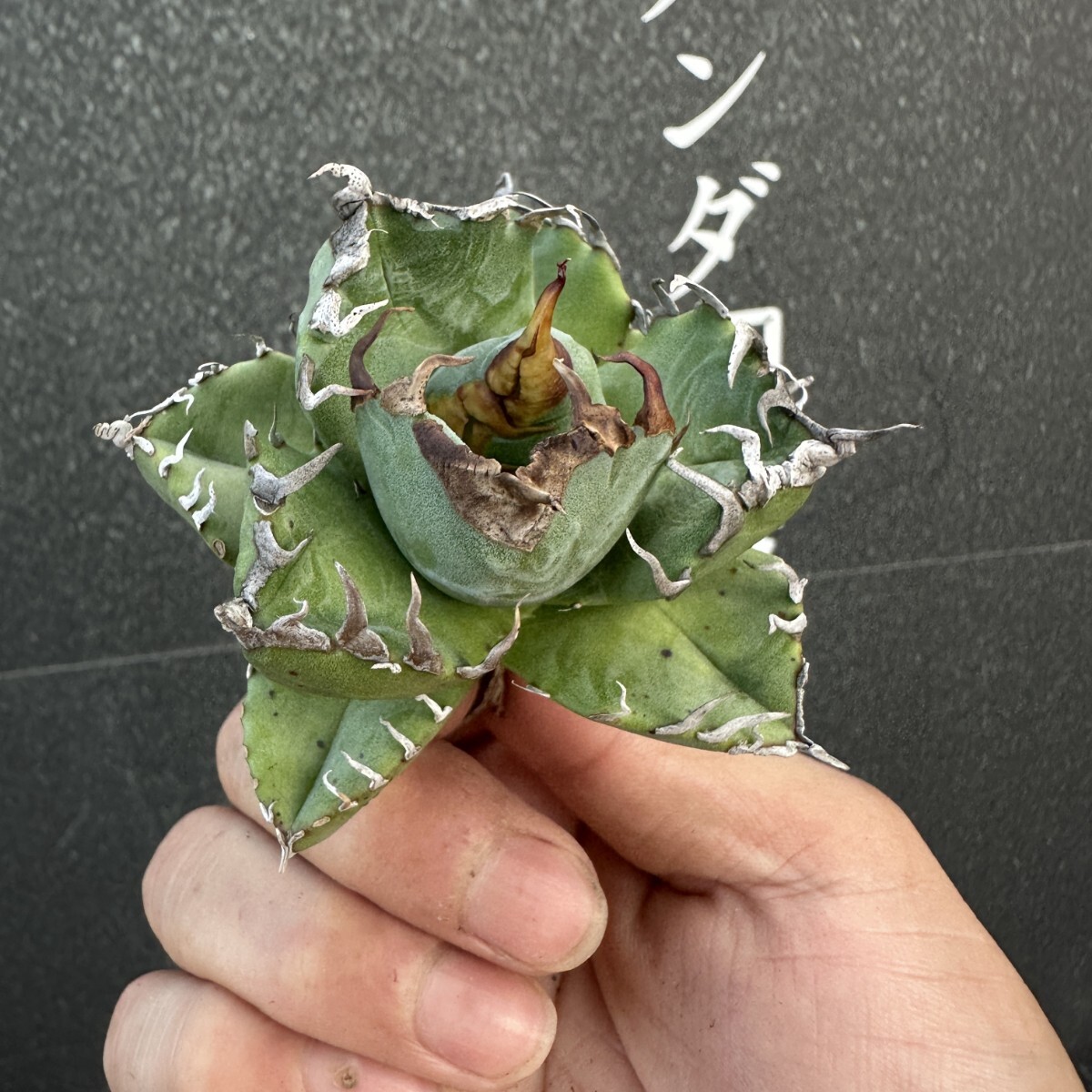 Yahoo!オークション - Q53 【パンダ園芸】 特選 アガベ チタノタ 魔丸 ...