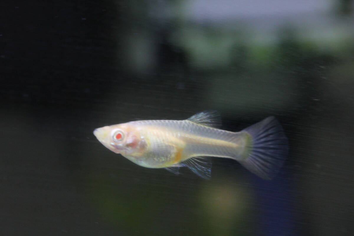 Yahoo!オークション - 〔Sphinx-38〕 RREA.ギャラクシーレッドレースコ...