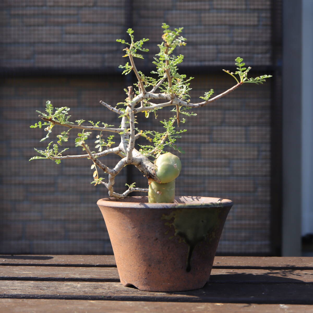 Yahoo!オークション - 300【特殊樹形】パキコルムスディスカラー (Pach...