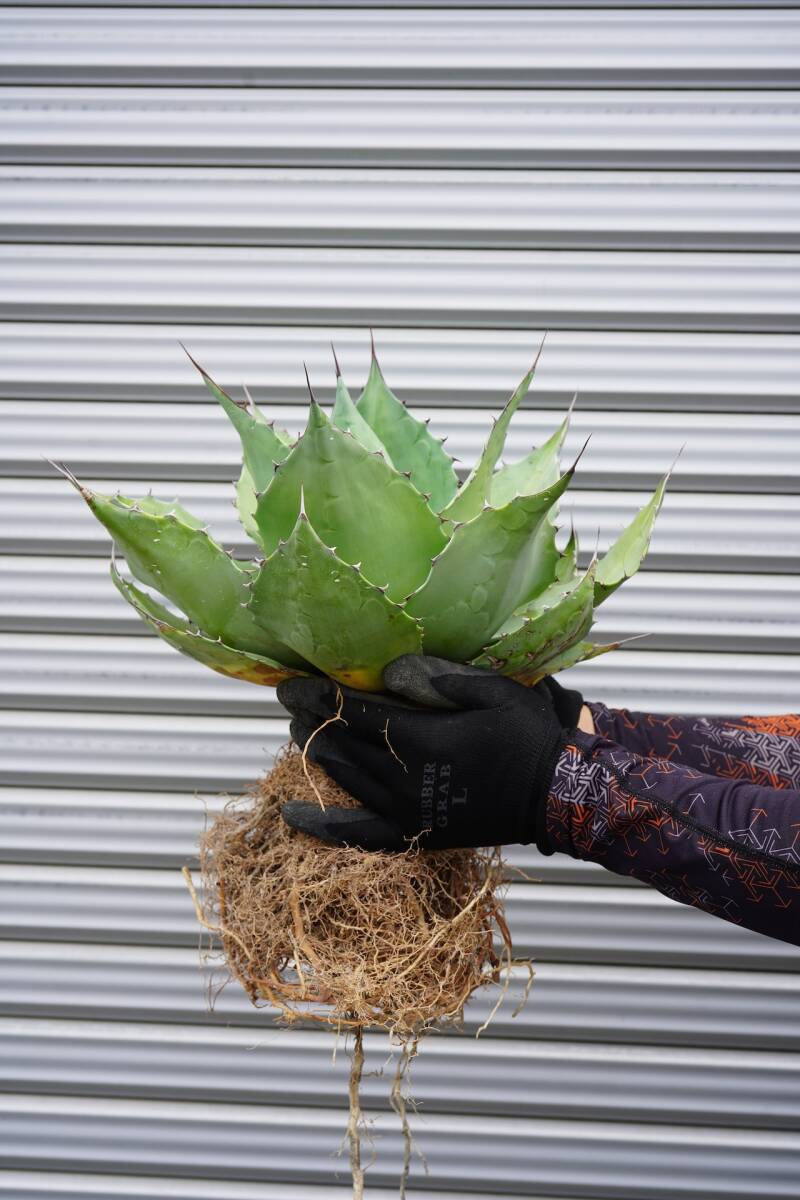 Yahoo!オークション - 繁殖個体【 アガベ オバティフォリア 2】 Agave ...