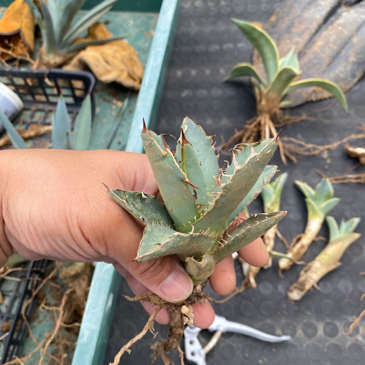 Yahoo!オークション - アガべ チタノタ fo-222 1 検索) オテロイ fo-76...