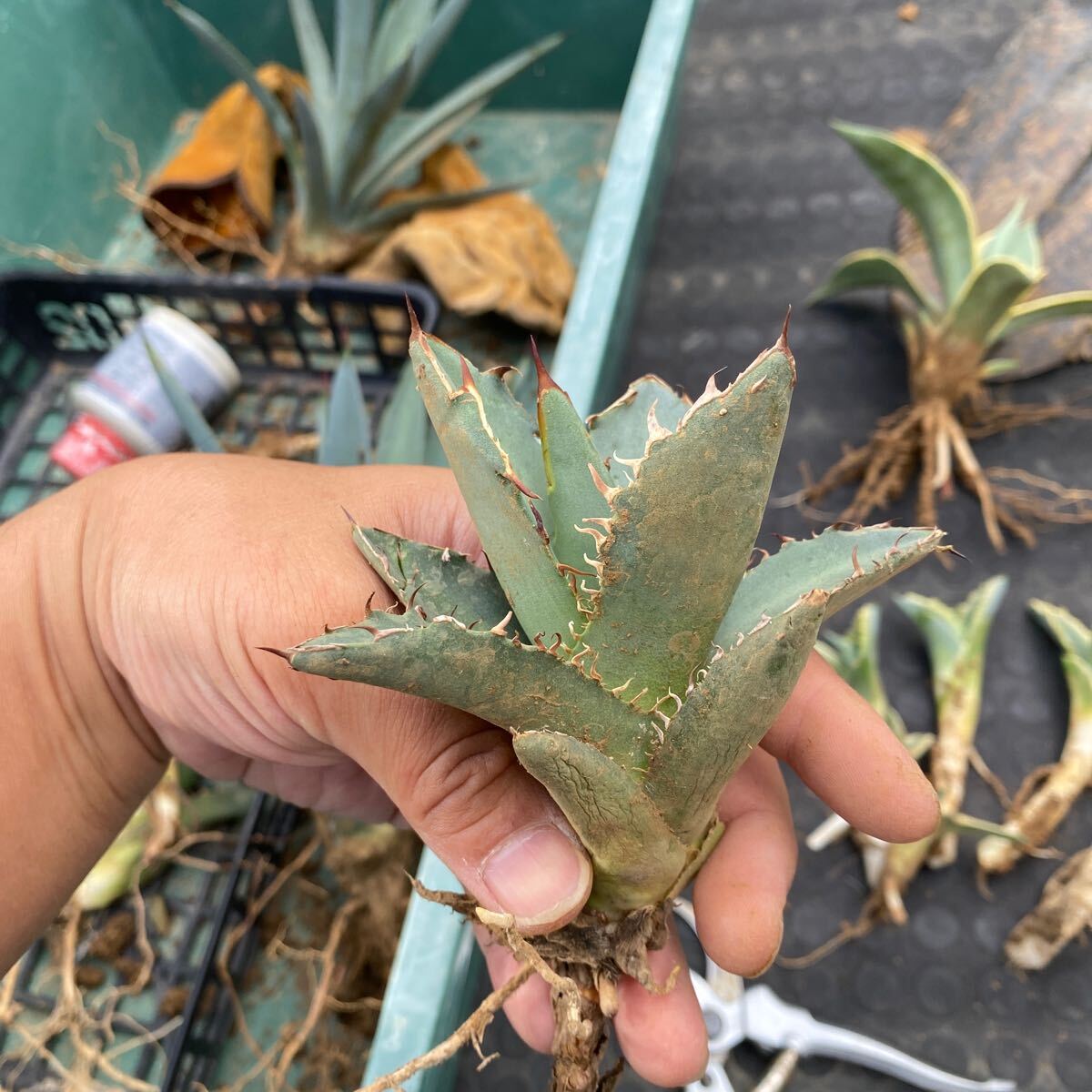 Yahoo!オークション - アガべ チタノタ fo-222 1 検索) オテロイ fo-76...