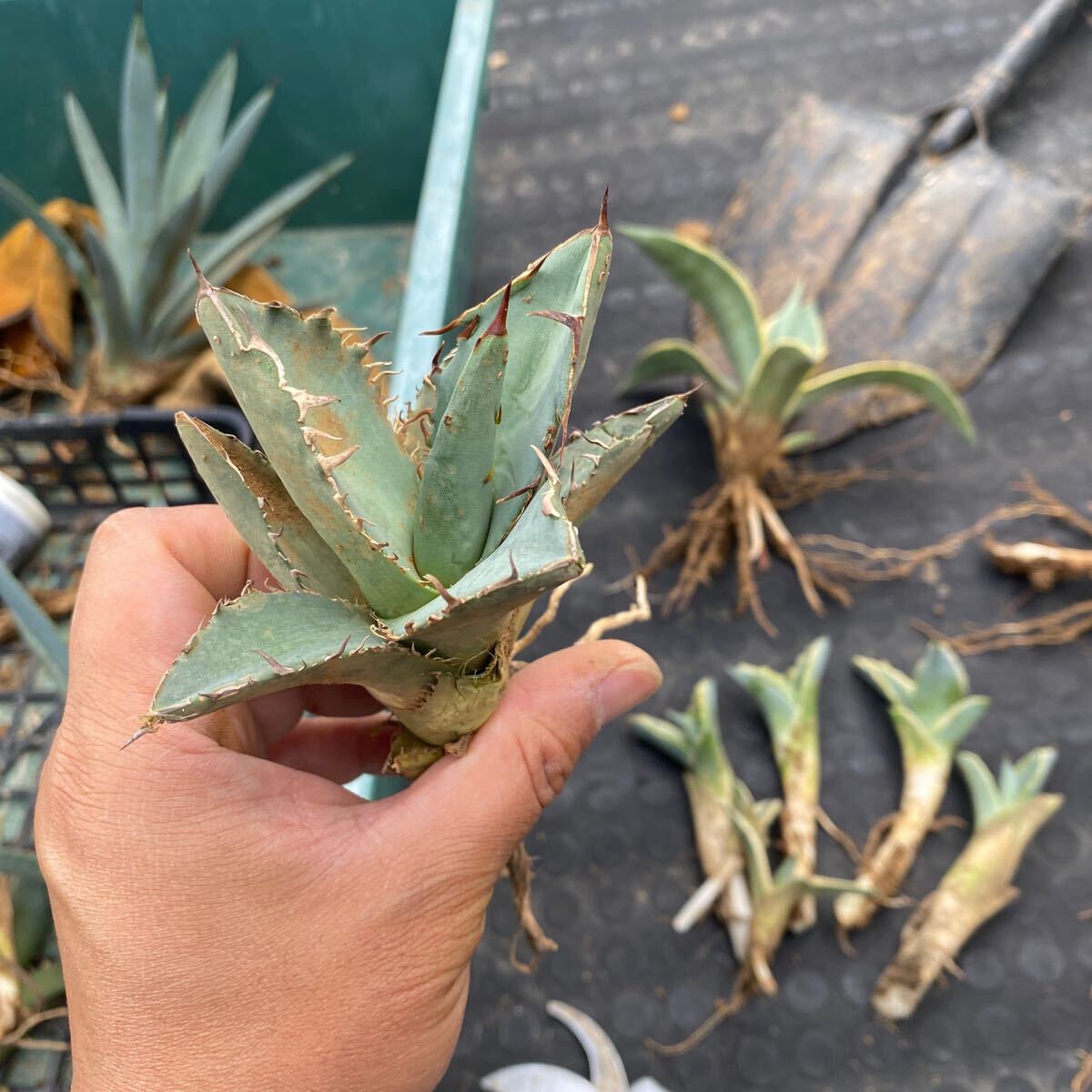 Yahoo!オークション - アガべ チタノタ fo-222 1 検索) オテロイ fo-76...