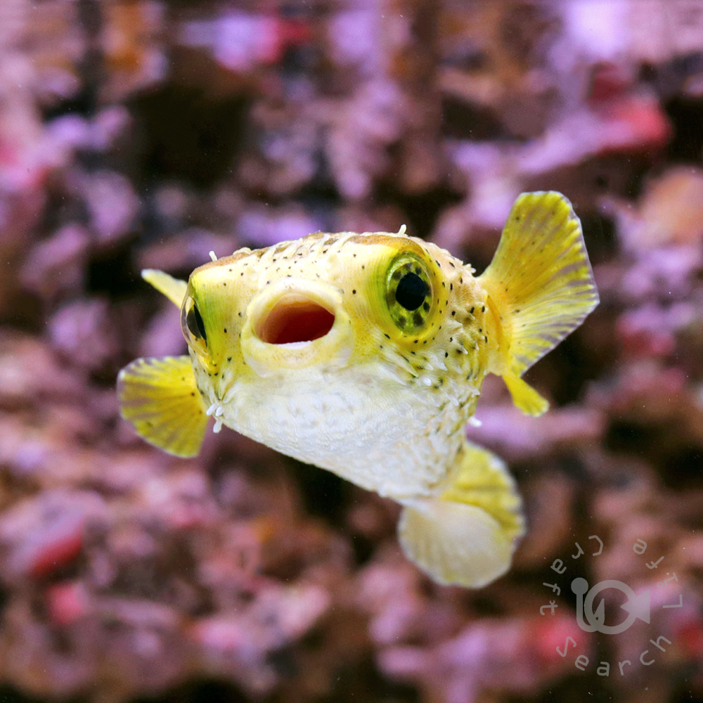 Yahoo!オークション - ハリセンボン 約8～11cm