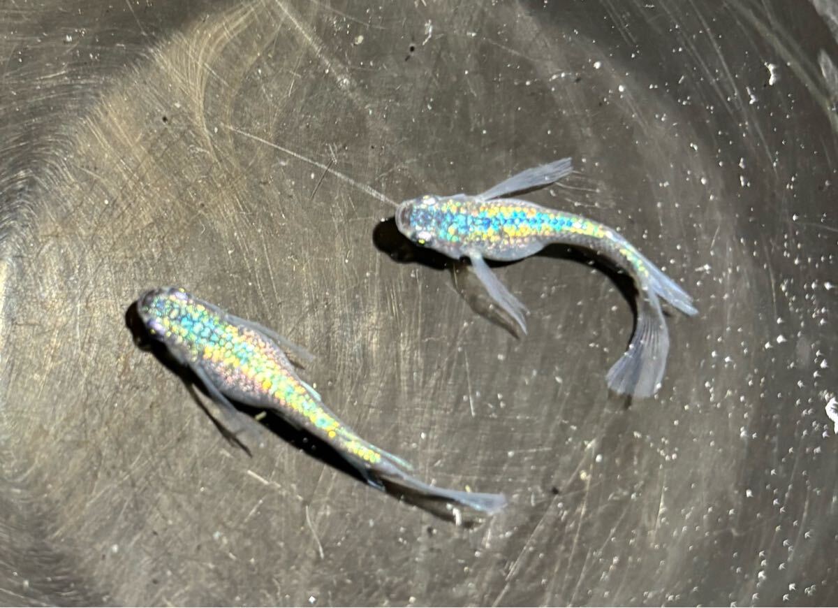 Yahoo!オークション - 【輝流めだか】ネプチューンRLF 稚魚5匹極上個体...