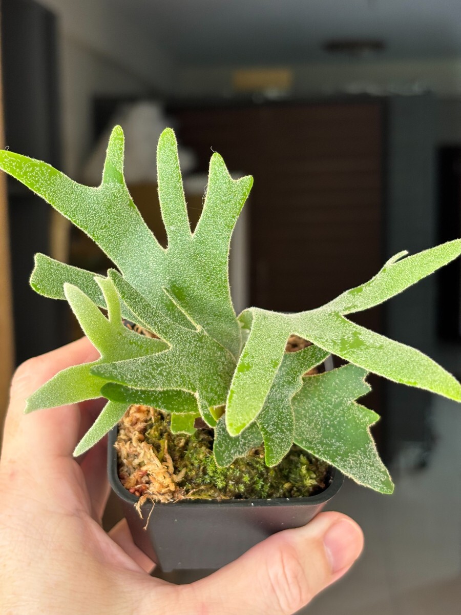 Yahoo!オークション - A89 P.Willinckii Bacteria sporeling