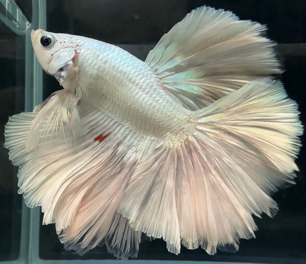 Yahoo!オークション - ベタ オス ローズテール RH-145