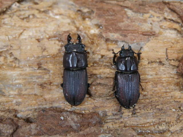 Yahoo!オークション - ムネツノクワガタ♂♀ペア No.9041