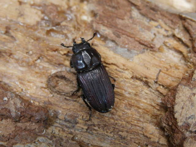 Yahoo!オークション - ムネツノクワガタ♂♀ペア No.9041