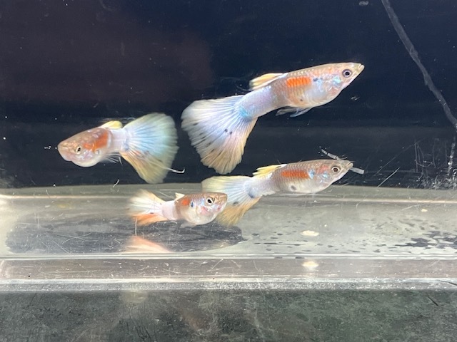 Yahoo!オークション - アメリカンピンクホワイトリボン(RREA/グラスベ...