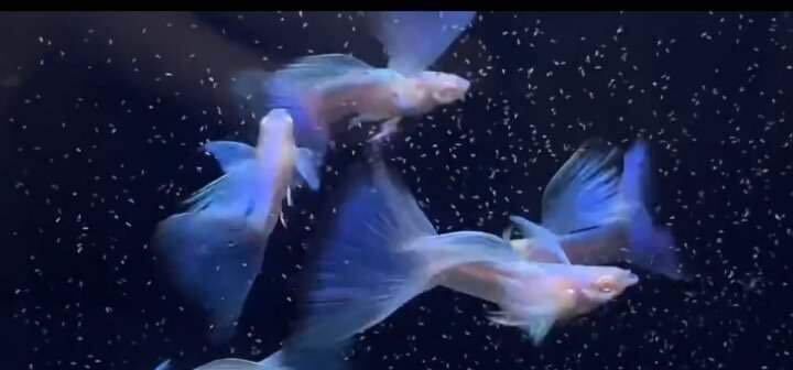 Yahoo!オークション - 【吉Aqua】 RREA ブルートパーズ ブルーイヤー ...