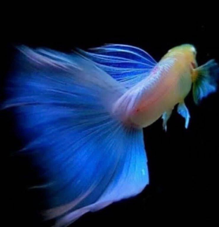 Yahoo!オークション - 【吉Aqua】 RREA ブルートパーズ ブルーイヤー ...