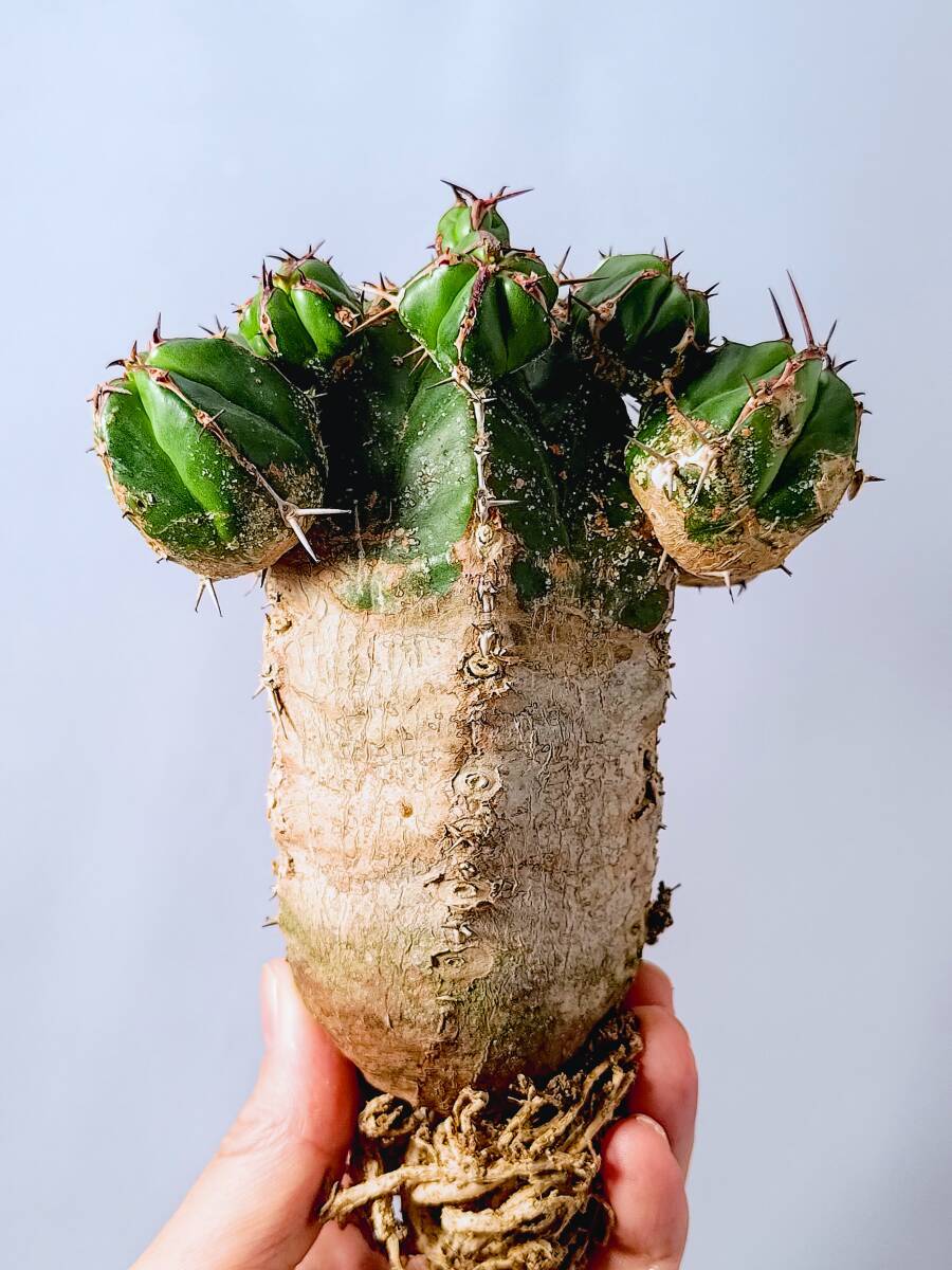 Yahoo!オークション - 特大古株 ユーフォルビア ハンディエンシス Euph...