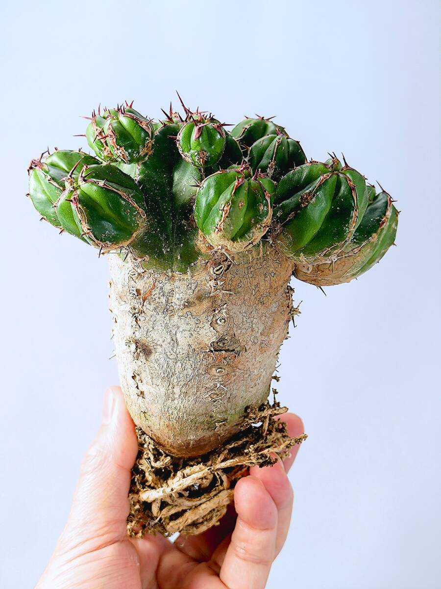 Yahoo!オークション - 特大古株 ユーフォルビア ハンディエンシス Euph...