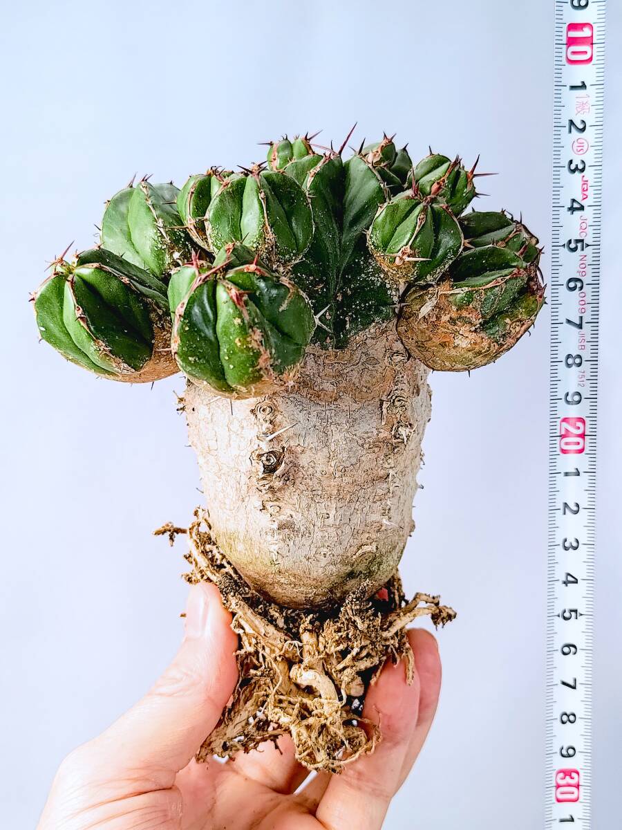 Yahoo!オークション - 特大古株 ユーフォルビア ハンディエンシス Euph...