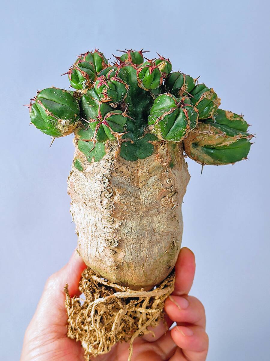 Yahoo!オークション - 特大古株 ユーフォルビア ハンディエンシス Euph...