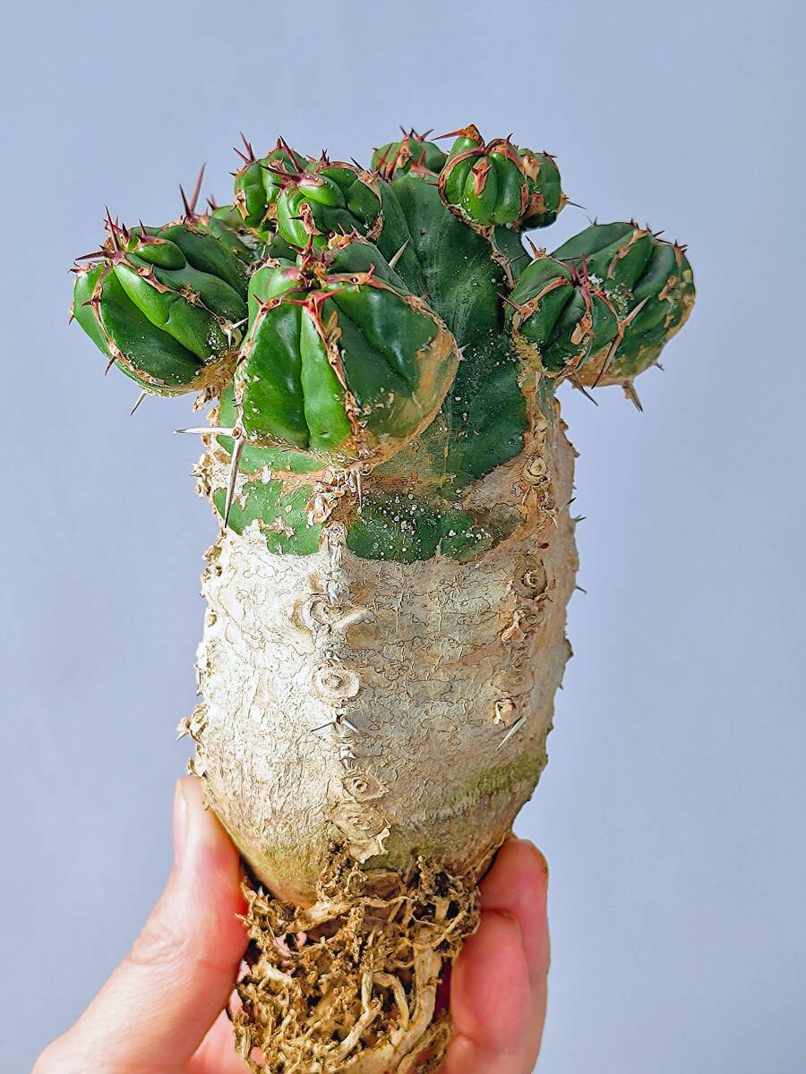 Yahoo!オークション - 特大古株 ユーフォルビア ハンディエンシス Euph...