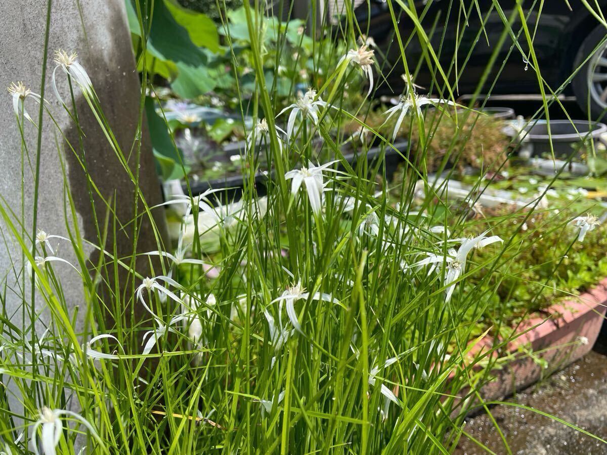 Yahoo!オークション - 【Kazuのメダカ睡蓮ビオトープ】ビオトープ水草...