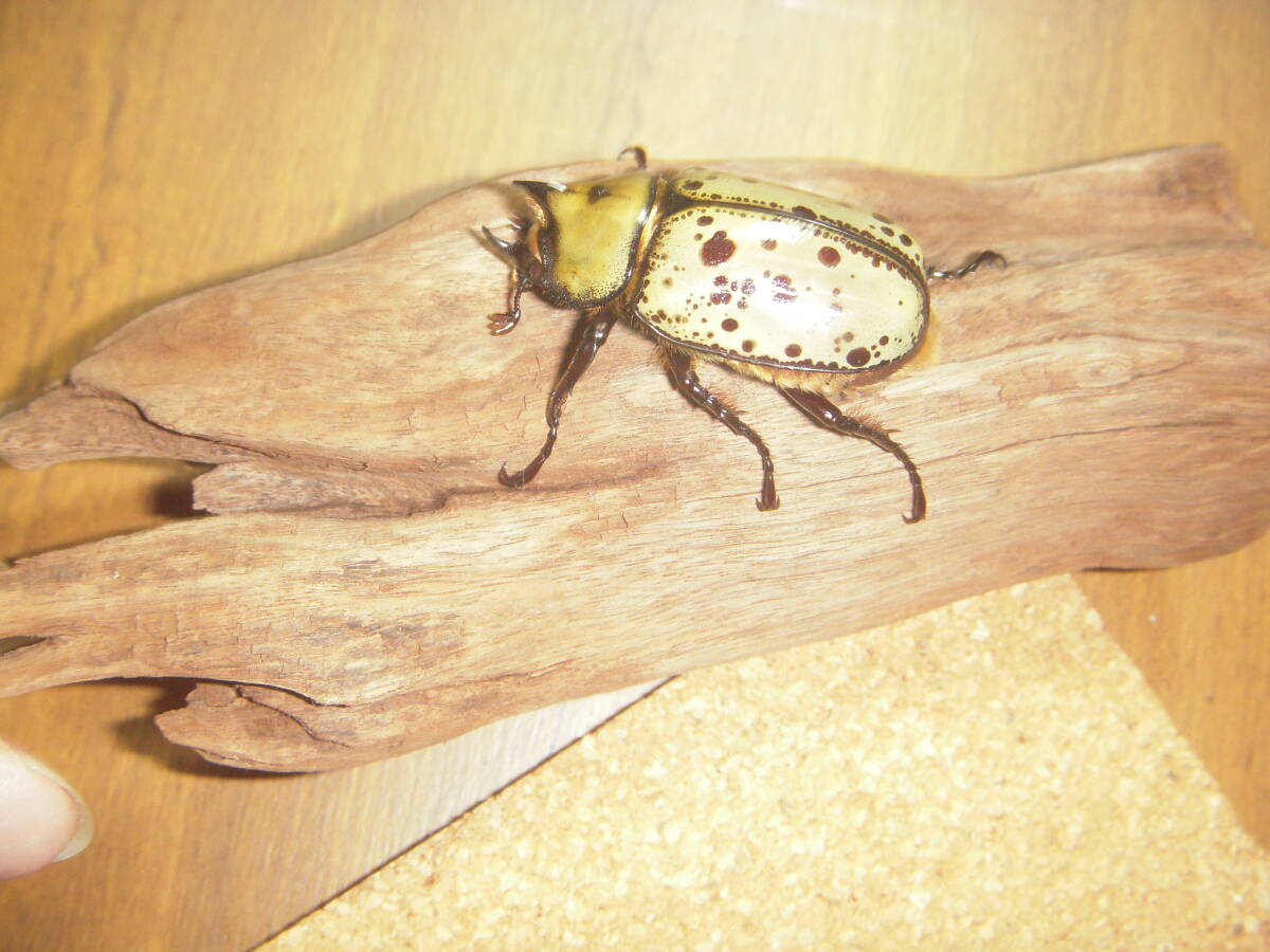 Yahoo!オークション - ティティウスシロカブト CBF2 ♂♂♀計3頭