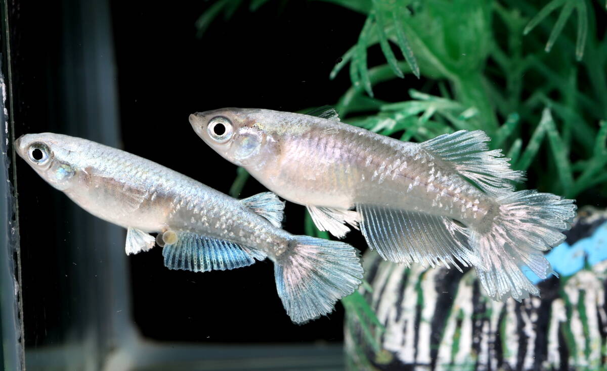 Yahoo!オークション - 【Azuma】 最高グレード グラディオ R7 画像の1...