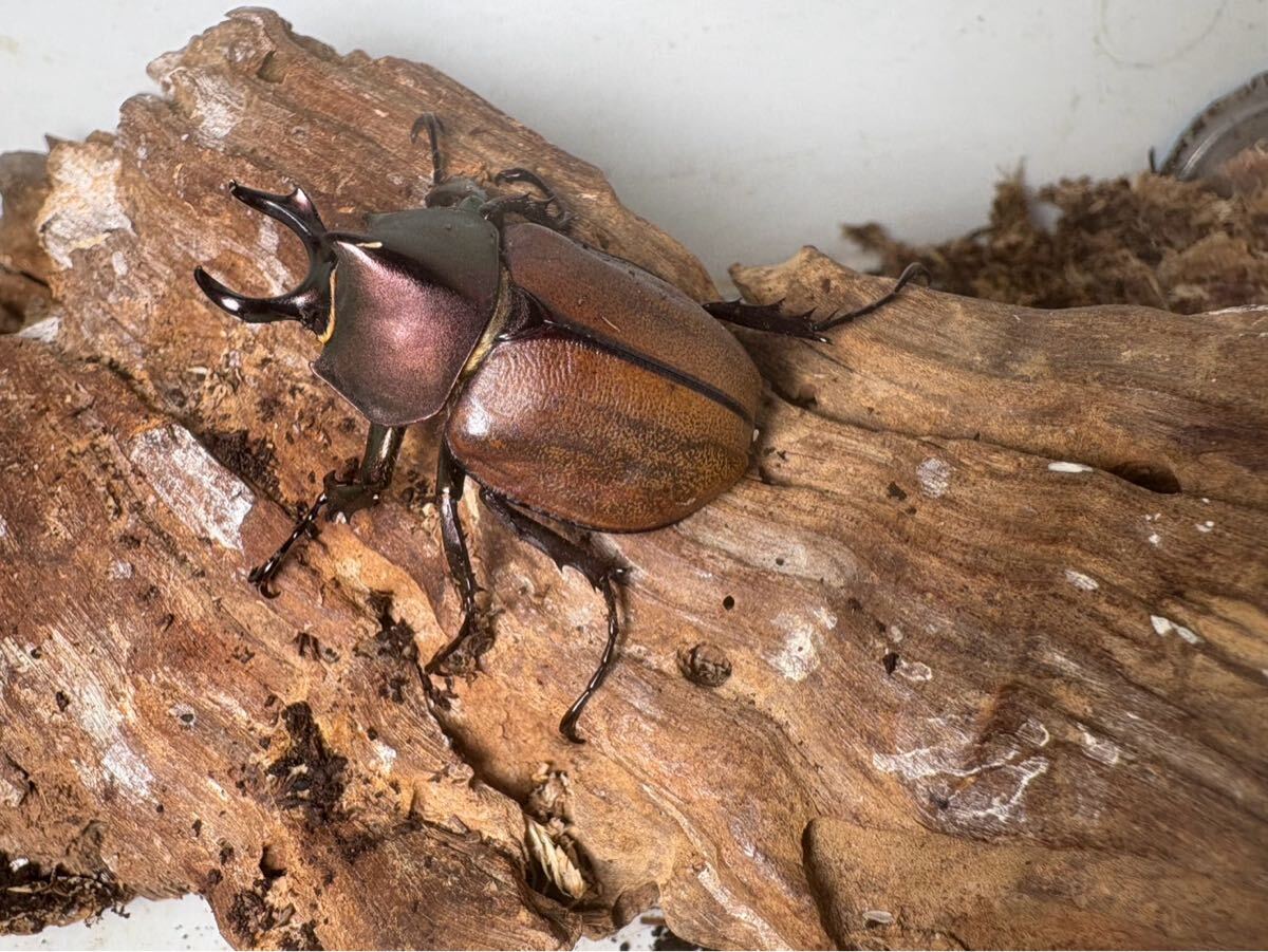 Yahoo!オークション - マルガリータヒナカブトCBF1 ♂♀