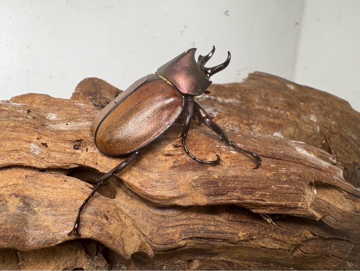 Yahoo!オークション - マルガリータヒナカブトCBF1 ♂♀