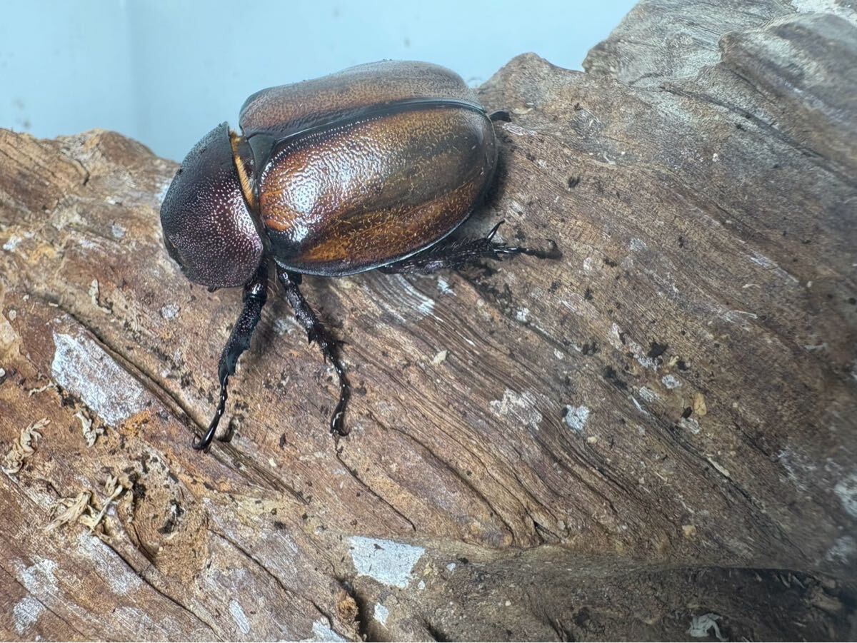 Yahoo!オークション - マルガリータヒナカブトCBF1 ♂♀