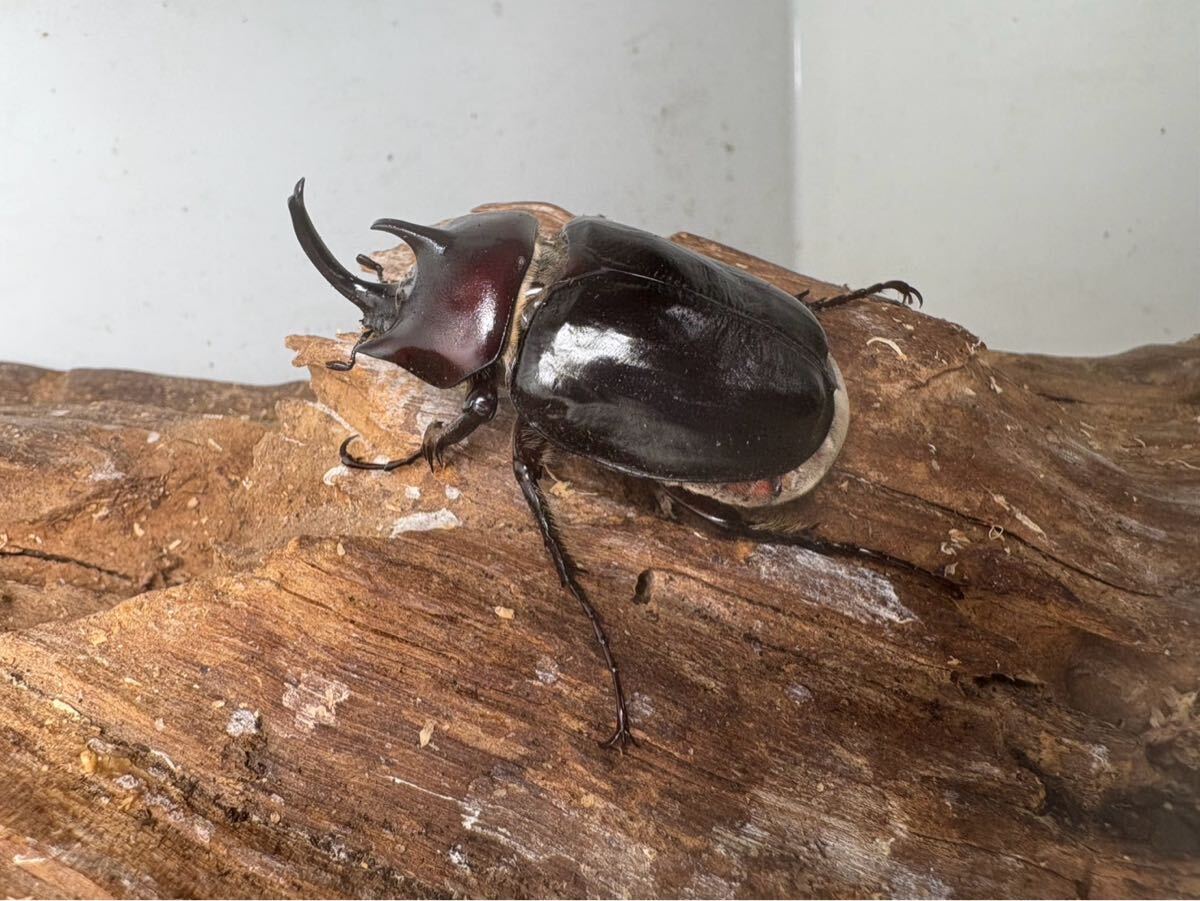 Yahoo!オークション - パチェコヒメゾウカブトCBF1 ♂♀♀ 即ブリ