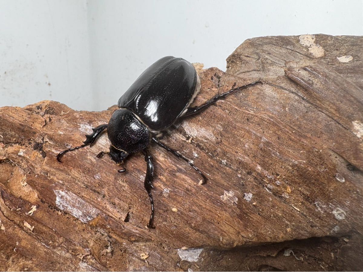 Yahoo!オークション - パチェコヒメゾウカブトCBF1 ♂♀♀ 即ブリ