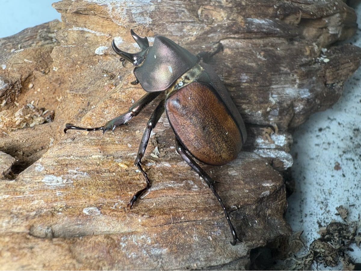 Yahoo!オークション - マルガリータヒナカブトCBF1 ♂♀