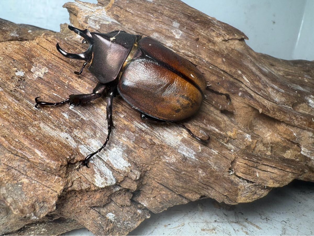 Yahoo!オークション - マルガリータヒナカブトCBF1 ♂♀②