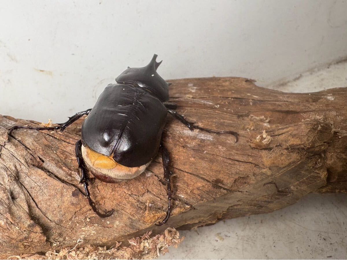 Yahoo!オークション - パチェコヒメゾウカブトCBF1 ♂♀ 即ブリ