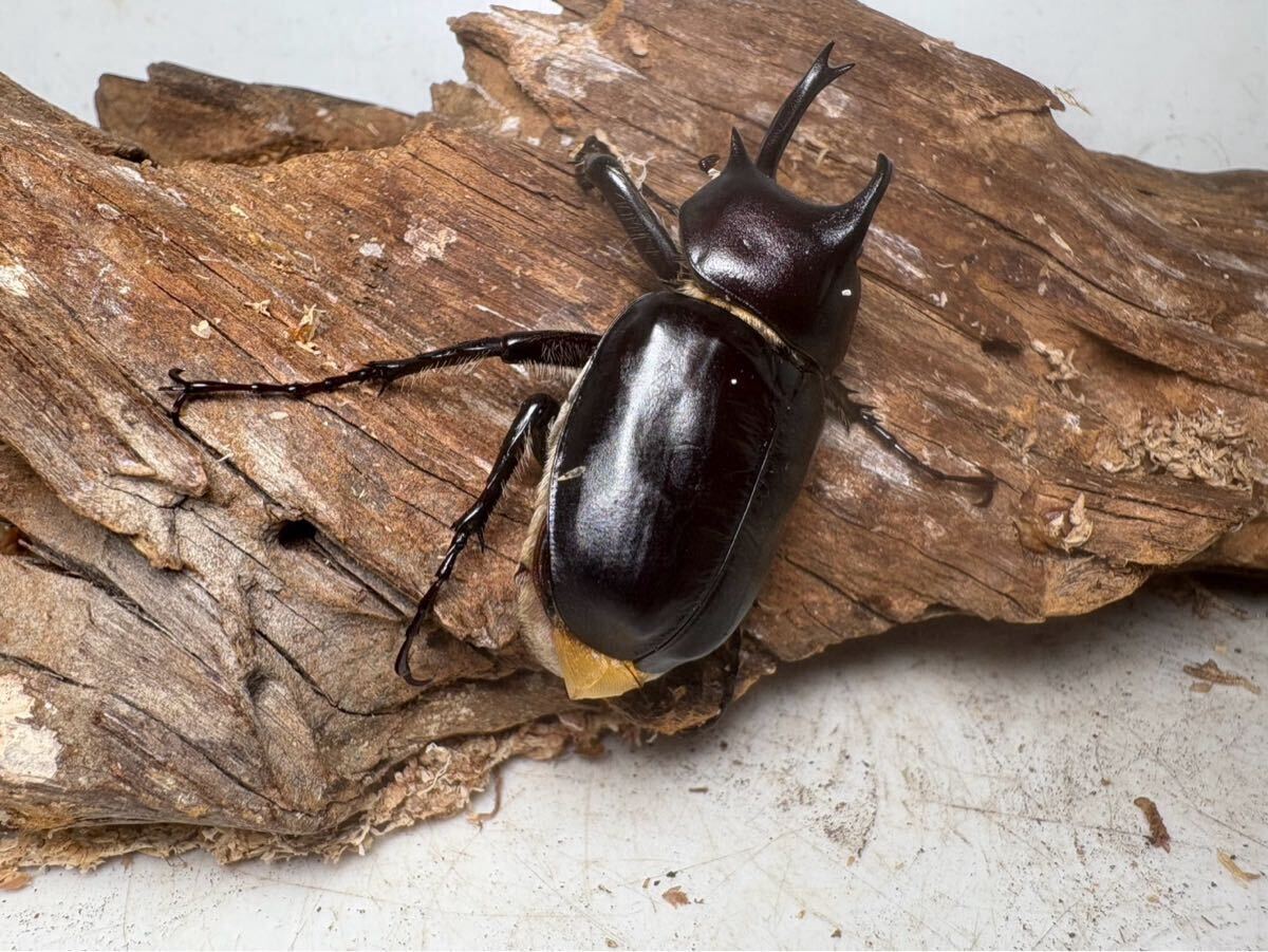 Yahoo!オークション - パチェコヒメゾウカブトCBF1 ♂♀ 即ブリ
