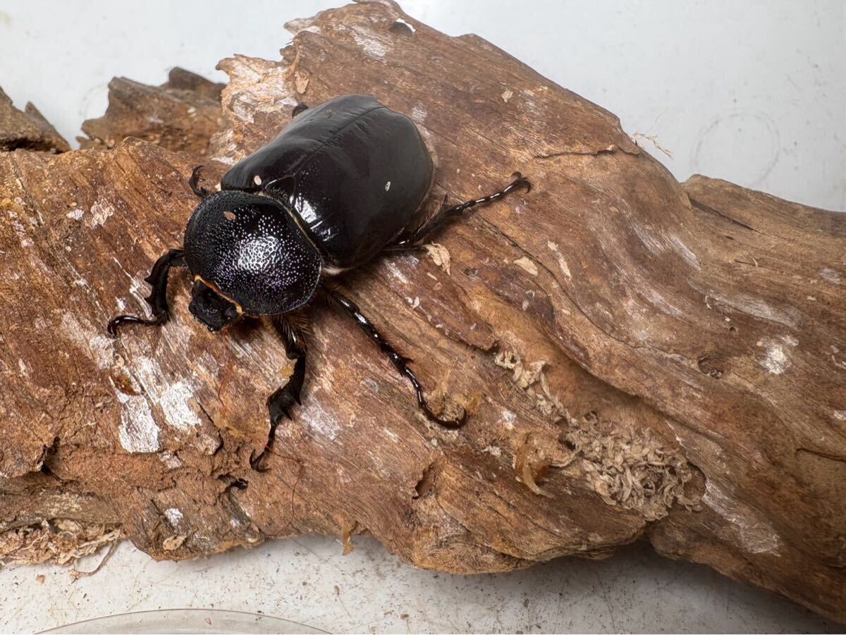 Yahoo!オークション - パチェコヒメゾウカブトCBF1 ♂♀ 即ブリ