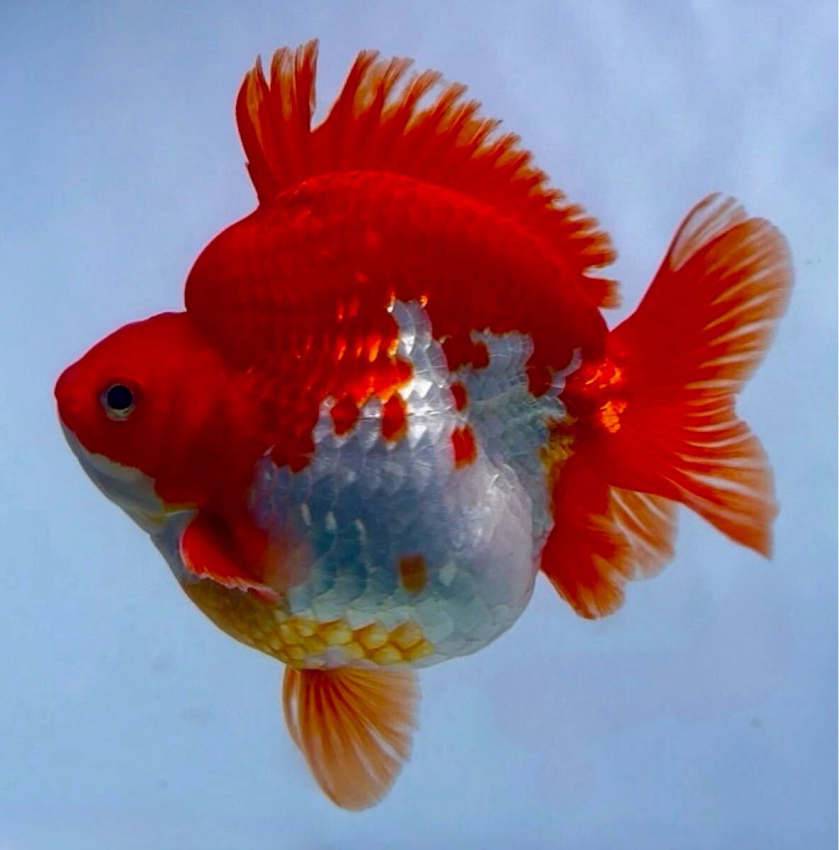 Yahoo!オークション - i3[フィッシュマスターオカ]極上極美 中国産 超...