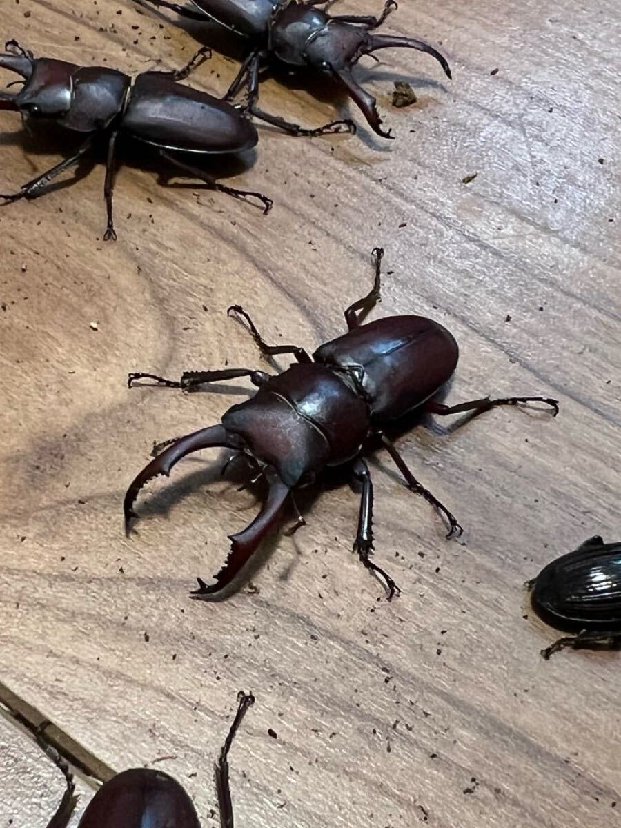 Yahoo!オークション - 【2ペア】タナカコクワ CBF1