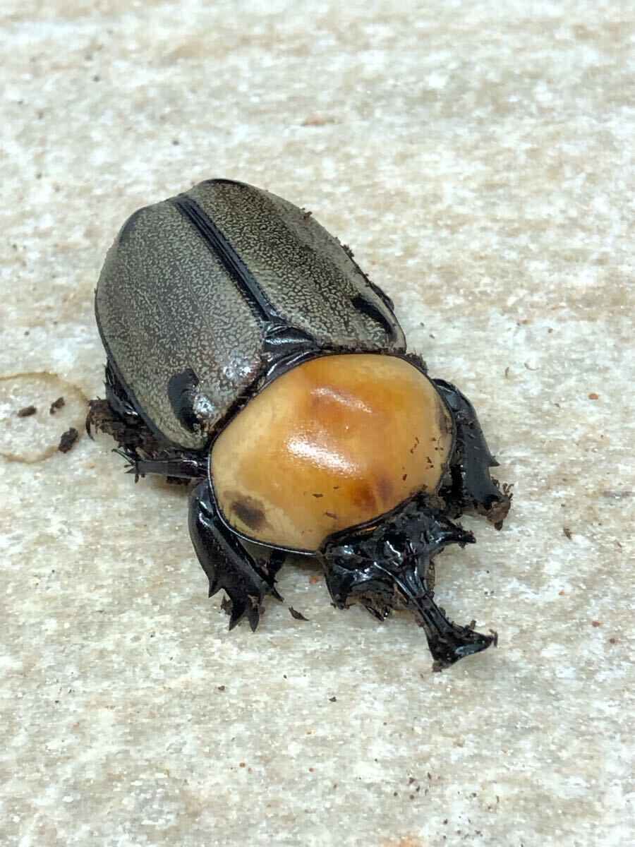 Yahoo!オークション - ヨツボシヒナカブト ♂♀♀トリオ① cbf1