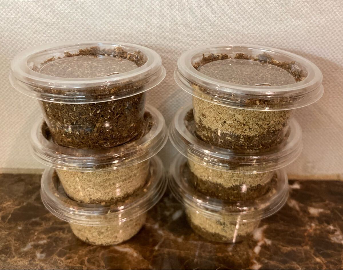 Yahoo!オークション - 【WF1】エンガノ島産 オパクスサビクワガタ 幼虫...