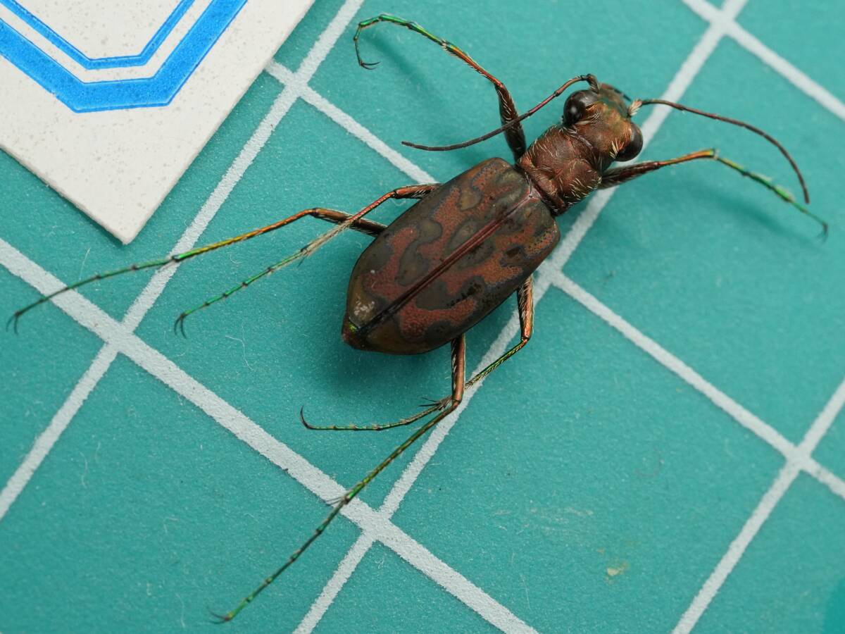 Yahoo!オークション - 2694 中国広東省産 ハンミョウ A1 標本