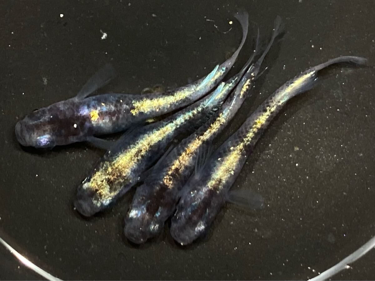 Yahoo!オークション - 現物出品 花魁めだか 選外個体 オス2匹メス2匹 ...