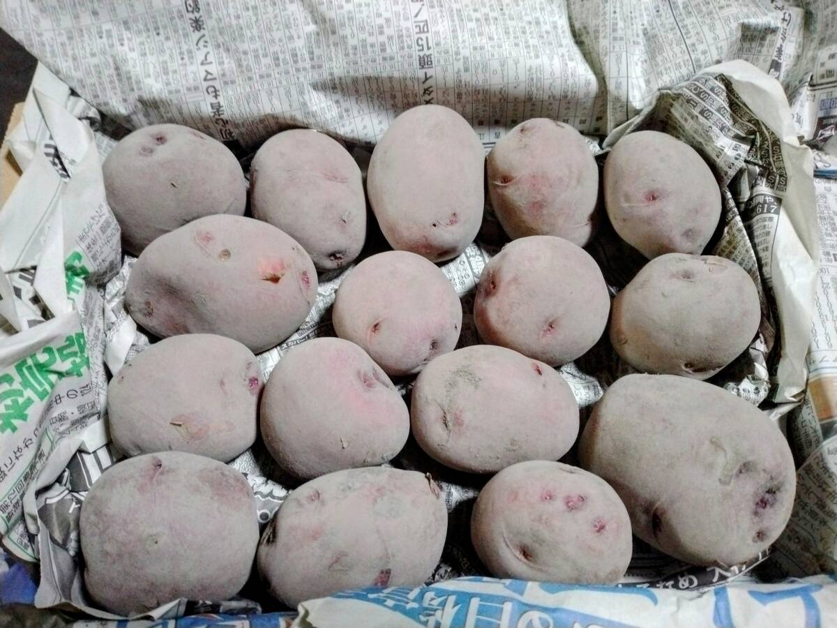 Yahoo!オークション - じゃがいも 5月収穫 アンデスレッド 1.1～1.2kg...