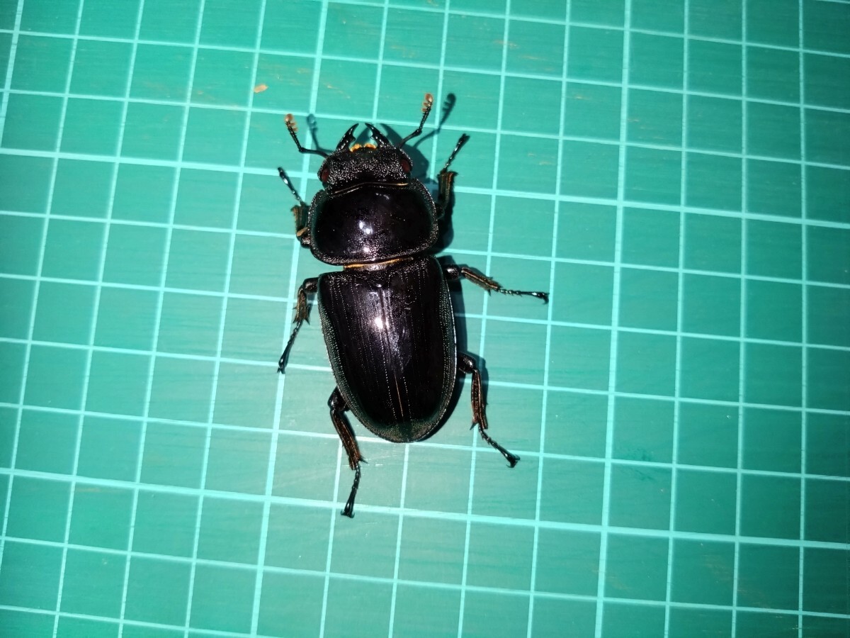 Yahoo!オークション - インドグランディス CBF1 ♂♀♀トリオ