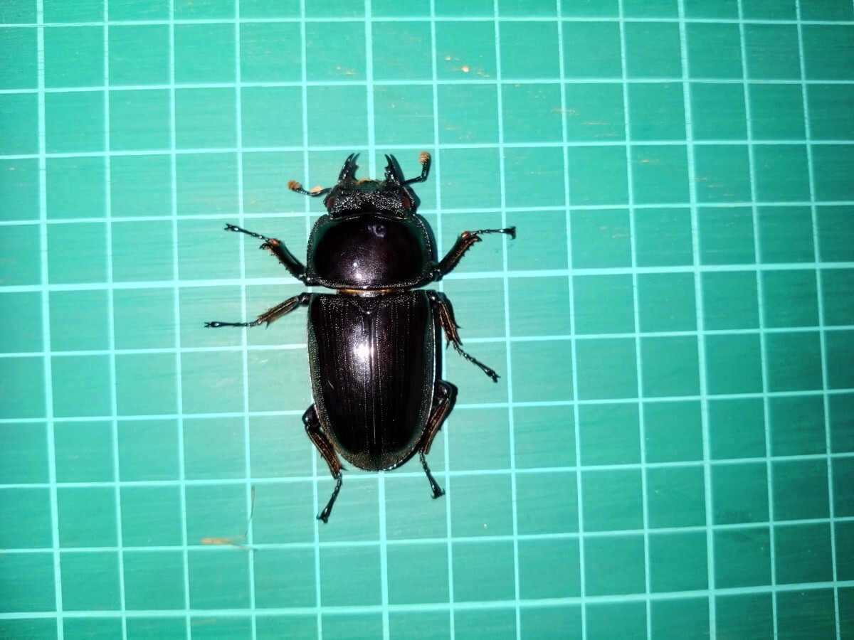 Yahoo!オークション - インドグランディス CBF1 ♂♀♀トリオ