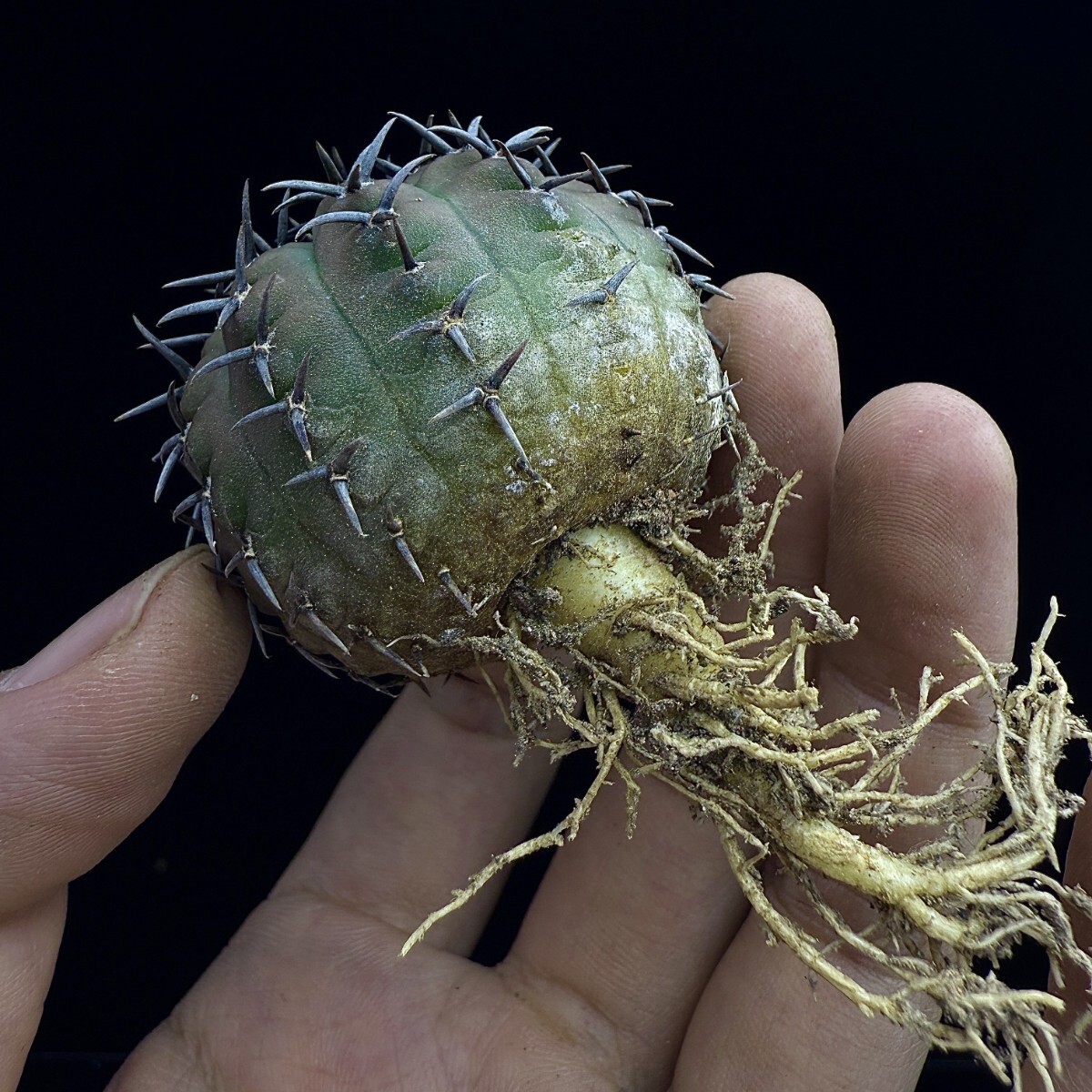 Yahoo!オークション - 376E サボテン 多肉植物 ギムノカリキウム 黑刺...