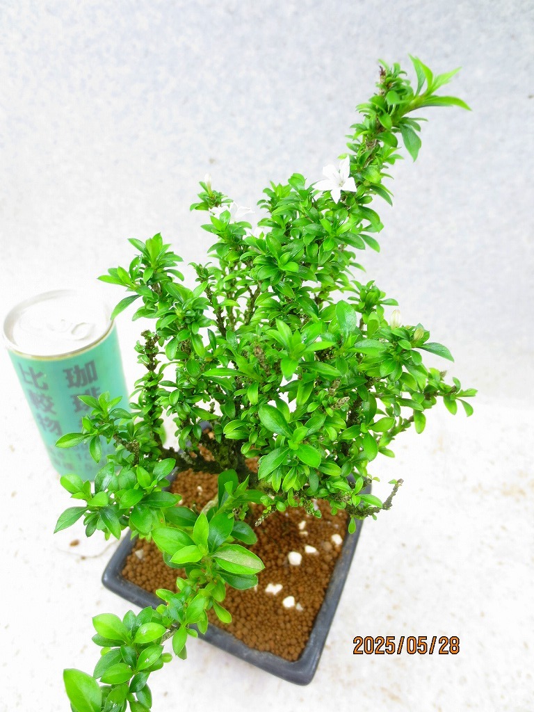 Yahoo!オークション - [讃岐屋緑兵衛]八房白鳥花(51758黒釉正方鉢)全高...