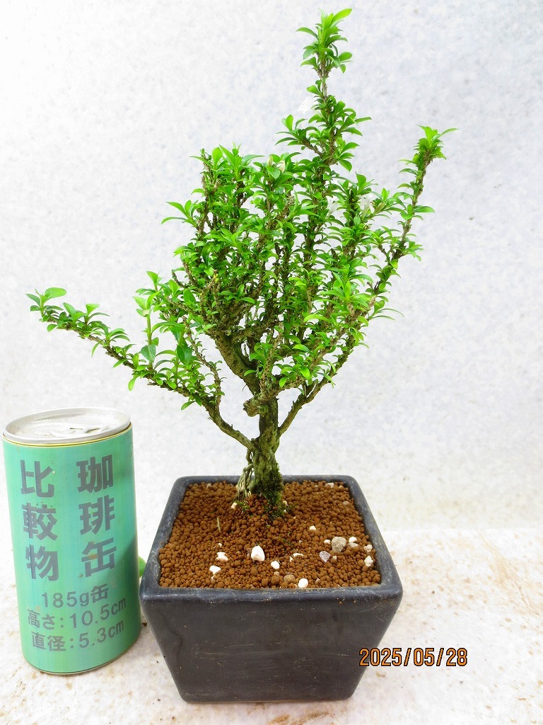 Yahoo!オークション - [讃岐屋緑兵衛]八房白鳥花(51758黒釉正方鉢)全高...