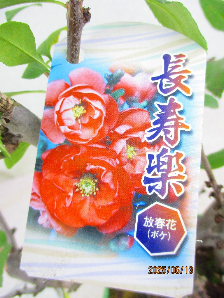 Yahoo!オークション - [讃岐屋緑兵衛]木瓜 長寿楽 (61103プラ鉢)全高 3...