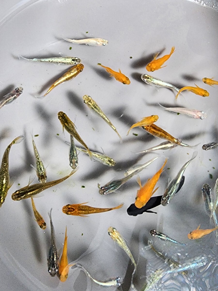 Yahoo!オークション - 【サンプル】メダカMIX20匹検索用#楊貴妃#スズラ...