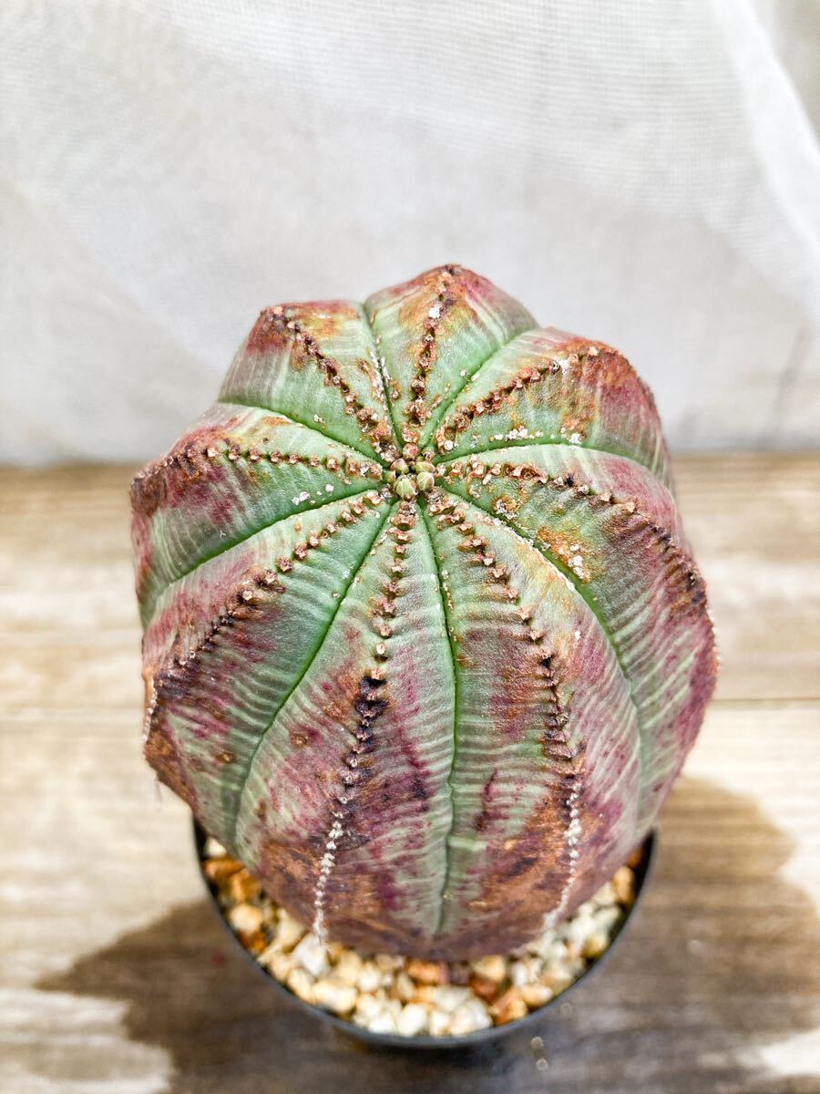 Yahoo!オークション - Euphorbia obesa G109 ユーフォルビア オベサ