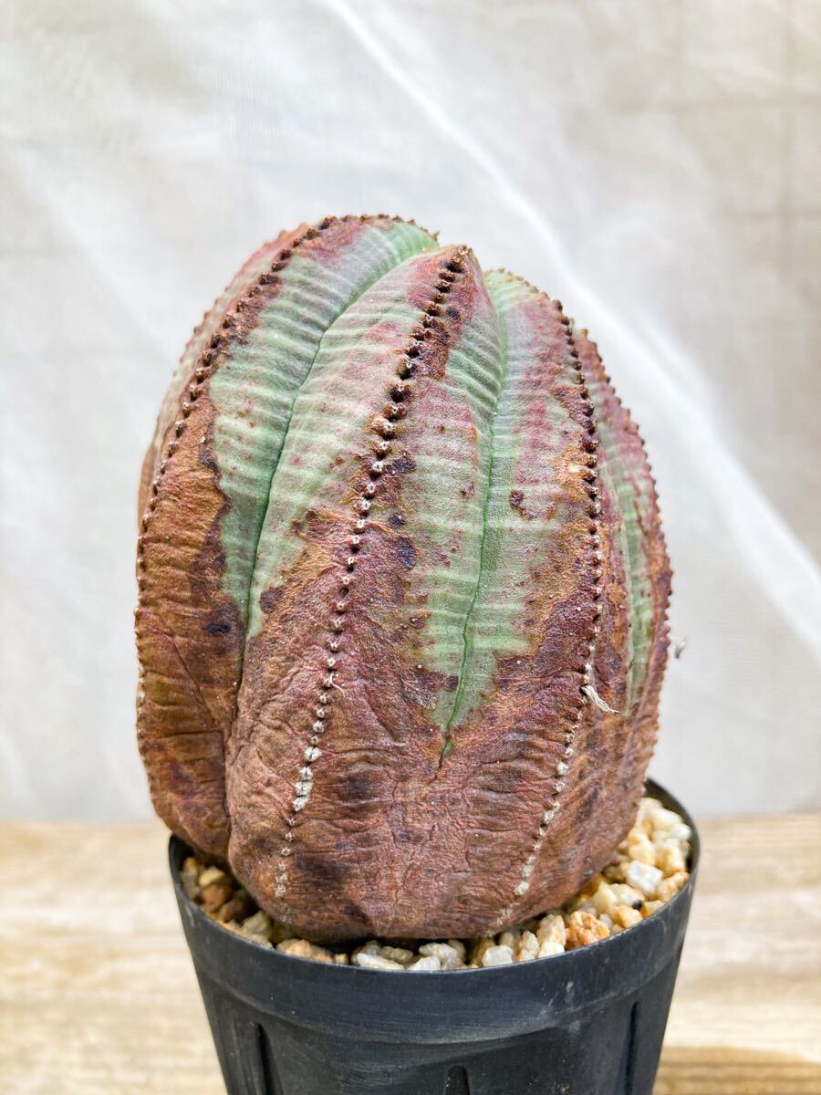 Yahoo!オークション - Euphorbia obesa G109 ユーフォルビア オベサ